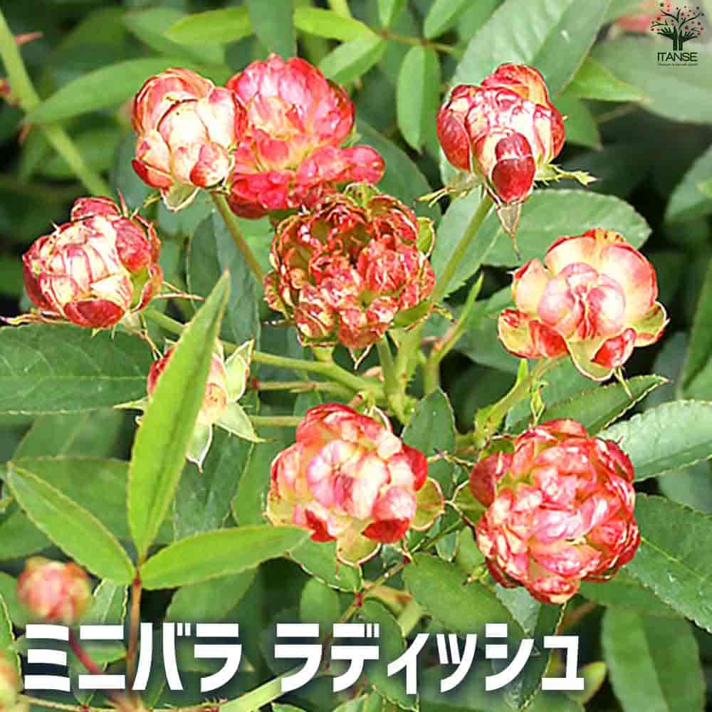 【楽天市場】ITANSE ミニ薔薇 ラディッシュ 花苗 3.5号ポット バラ苗 バラの苗 薔薇苗 薔薇の苗 花苗 花の苗 ローズガーデン イングリッシュガーデン rose バラ園 フラワー ...