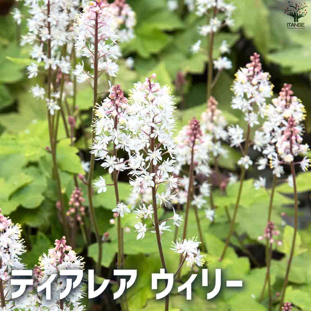 【楽天市場】ITANSE ティアレア ウィリー 花苗 3.5号ポット 喘息薬種 ズダヤクシュ Tiarella ガーデニング 鑑賞 栽培 庭園 菜園 送料無料 即納：植物販売のITANSE楽天市場店