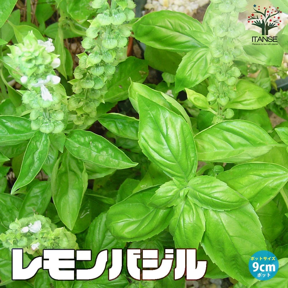 【楽天市場】ITANSE レモンバジル ハーブの苗 9cmポット シトラスバジル 生のままお風呂に入れてアロマバスとしても楽しめる 送料無料 即納：植物販売のITANSE楽天市場店