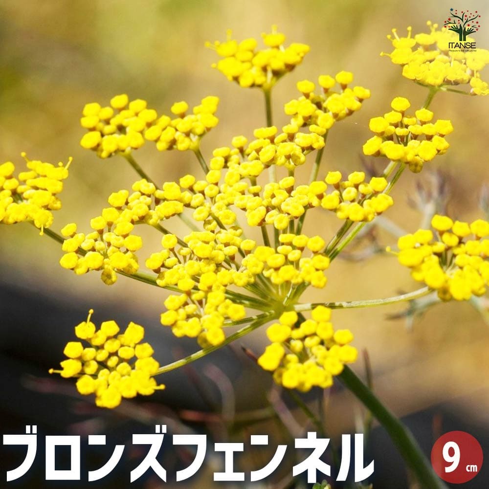 【楽天市場】ITANSE ブロンズフェンネル 3個セット ハーブの苗 9cmポット ハーブ 食用ハーブ 魚のハーブ ライムイエローの花 ユニーク 細葉 ガーデニング 送料無料 即納：植物販売の ...