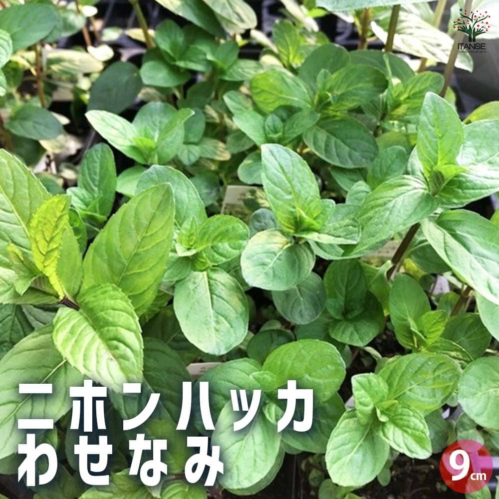 【楽天市場】ITANSE ニホンハッカ わせなみ 3個セット ハーブの苗 9cmポット 自生ハーブ 日本のハーブ 和種ハッカ ハーブティー 清涼感 ガーデニング 送料無料 即納：植物販売の ...
