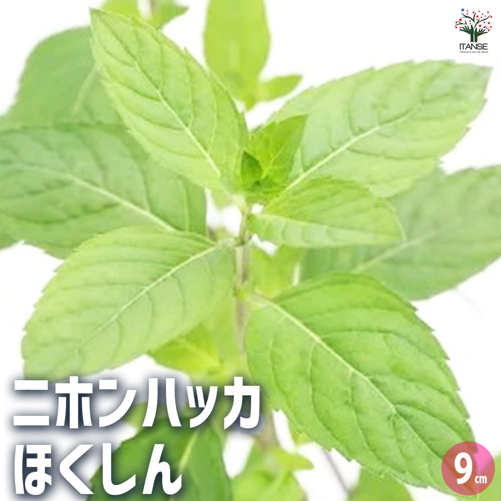 【楽天市場】ITANSE ニホンハッカ ほくしん 3個セット ハーブの苗 9cmポット 自生ハーブ 日本のハーブ 和種ハッカ ハーブティー 清涼感 ガーデニング 送料無料 即納：植物販売の ...