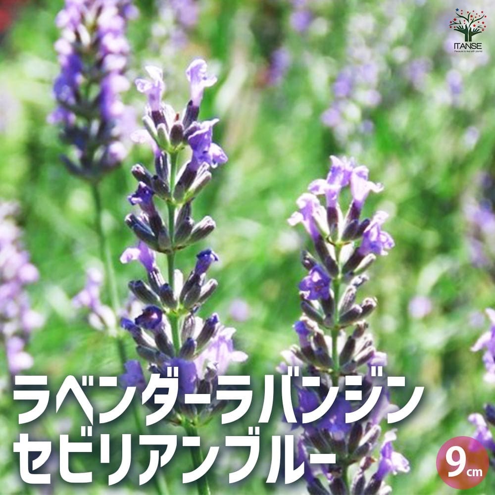 【楽天市場】ITANSE ラベンダー ラバンジン セビリアンブルー 3個セット ハーブの苗 9cmポット ハーブの苗 herb 花苗 観賞用 花の苗 香り 観賞用 ガーデニング 送料無料 即納 ...