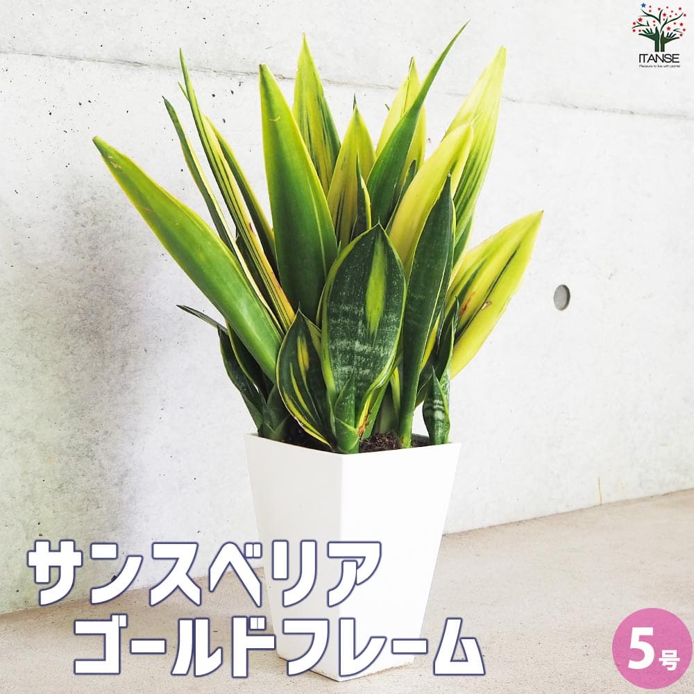 【楽天市場】【送料無料】サンスベリア ゴールドフレーム【観葉植物 5号角鉢】リビング オフィス 事務所 インテリア お祝い 新築祝い 引越し祝い 結婚祝い 新生活 PVP：植物販売の ...