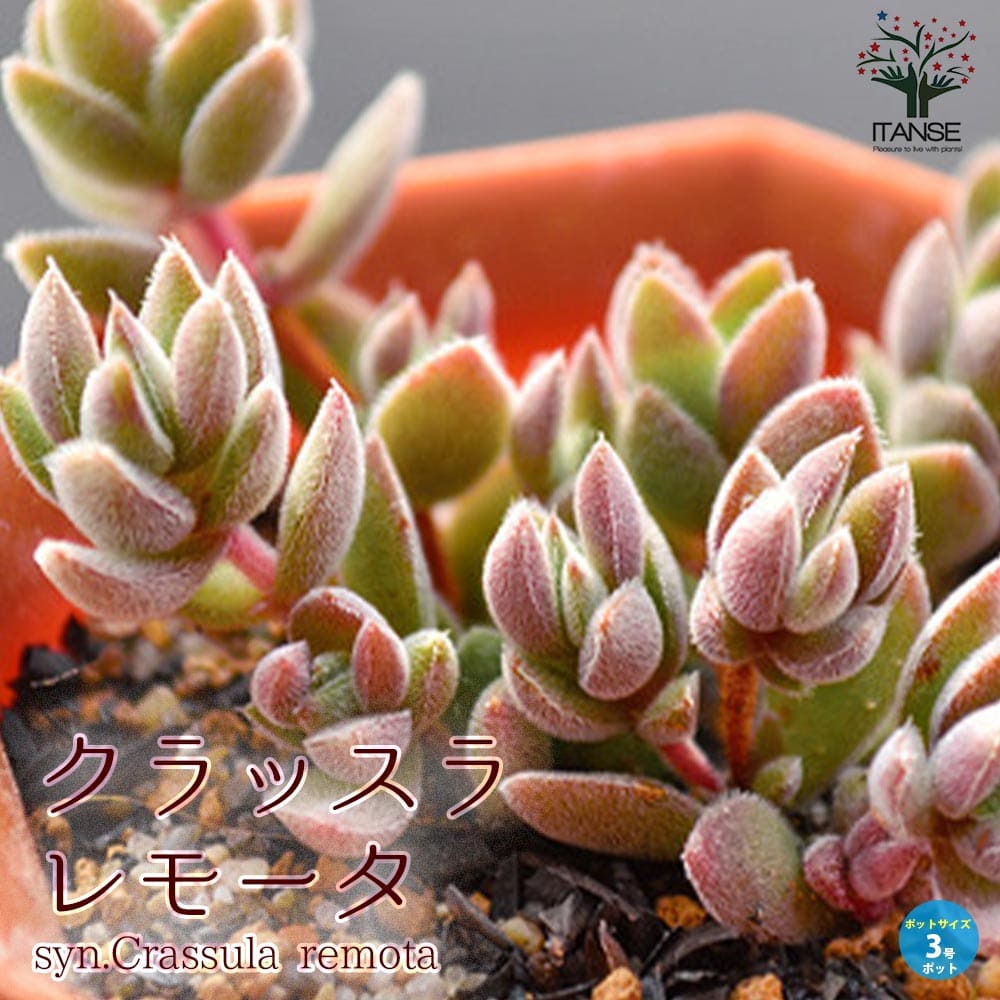 【楽天市場】ITANSE クラッスラ レモータ 多肉植物 2.5～3号ポット苗 グランドカバー苗 クラッセラ レモータ グランドカバー 多肉植物 観葉植物 リビング オフィス 事務所 ...
