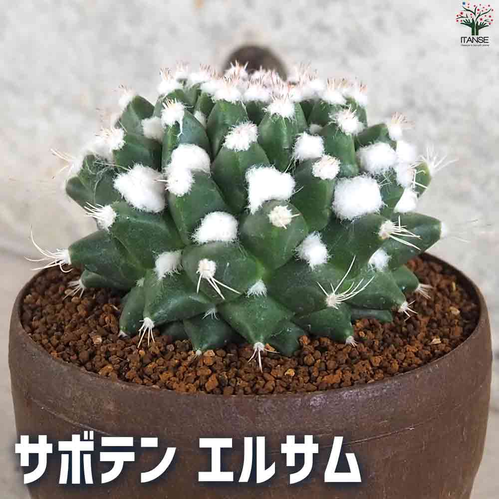 【楽天市場】ITANSE サボテン エルサム 多肉植物 3.5号鉢 サボテン さぼてん 仙人掌 多肉植物 観葉植物 リビング オフィス 事務所 インテリア 大型 送料無料 即納：植物販売の ...