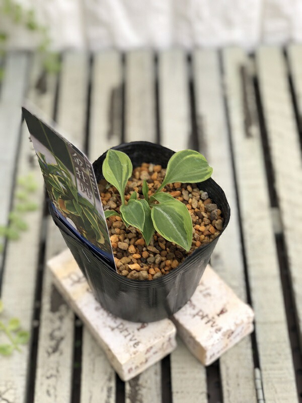 【楽天市場】【花苗】オトメギボウシ 金牡丹 9cmポット 1苗：Ivy