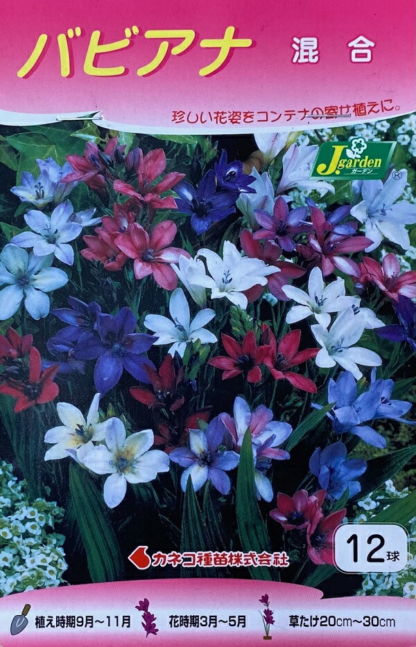 【楽天市場】【花球根】バビアナ 混合 12球入 カネコ種苗の球根：Ivy