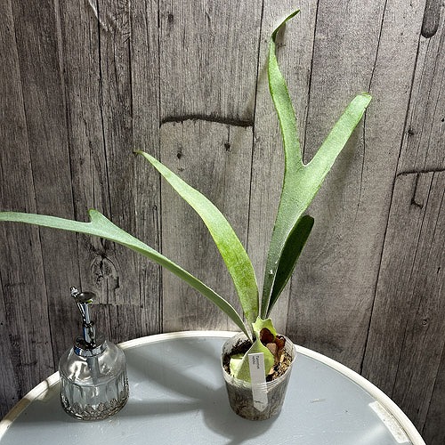 【楽天市場】観葉植物 コウモリラン ベイチー 3号 ポット 訳あり かわいい インテリア おしゃれ 育てやすい：LEAFS