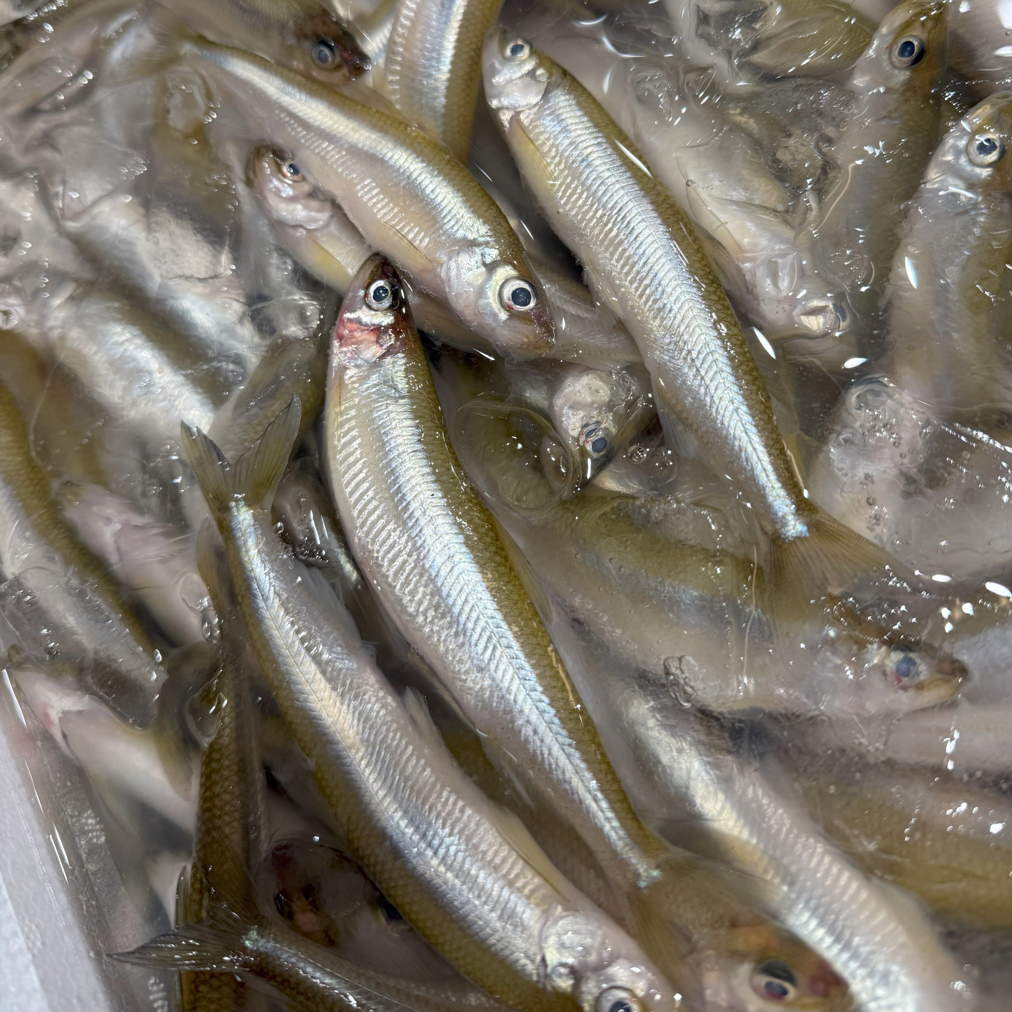 【楽天市場】ワカサギ 大サイズ 北海道産 他 【公魚】豊洲直送 冷蔵：Okawari 楽天市場店