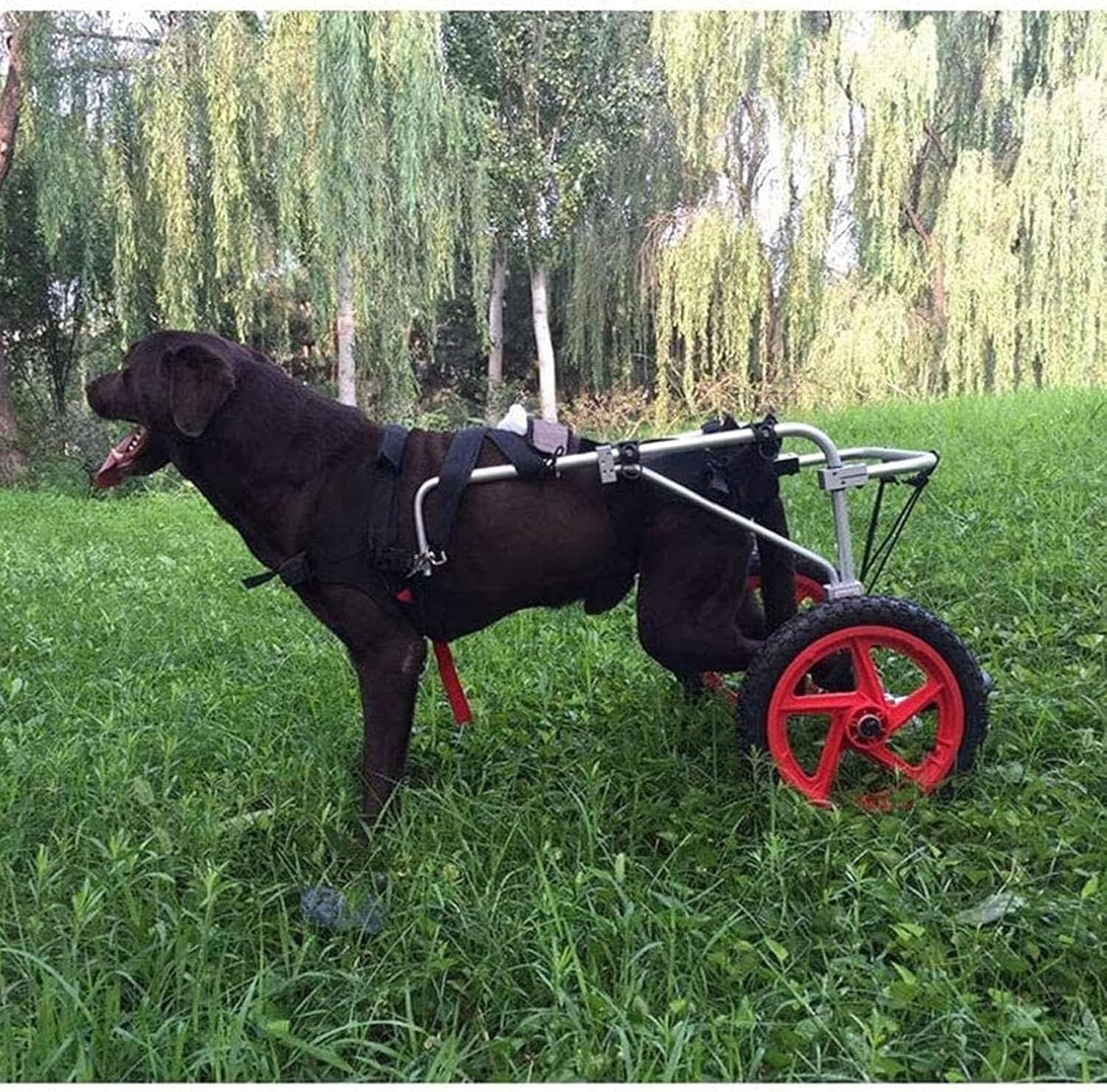 【楽天市場】障害のある犬用車椅子、補助犬用歩行器、調節可能なペット用車椅子、ペットの後ろ足リハビリテーション、スポーツカー、後ろ足 ...