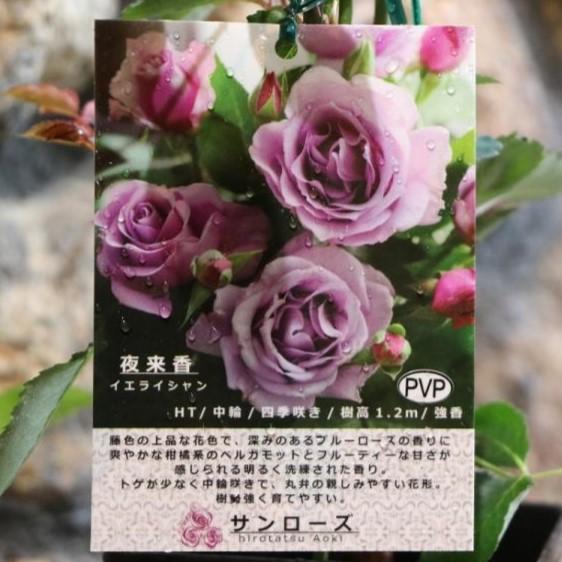 【楽天市場】バラ 夜来香 イエライシャン 新苗 3 5~4号鉢 河本バラ園 四季咲き 強香 寄せ植え 花壇 鉢植え 地植え お洒落 可愛い 春