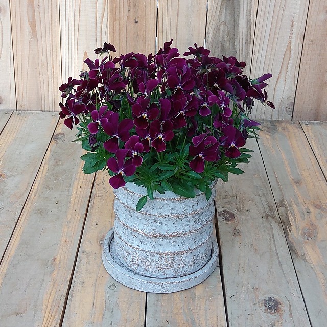 【楽天市場】デルキ(DELKI) ギャルソンウェーブホワイト 底穴あり 受皿付き 波状の凹凸がアクセント ※写真の植物は別売りです：横浜 ...