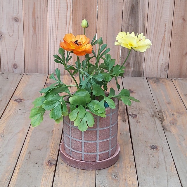 【楽天市場】デルキ(DELKI) ギャルソンオセロレッド 底穴あり 受皿付き 格子柄が魅力的 ※写真の植物は別売りです：横浜GREENFARM ...