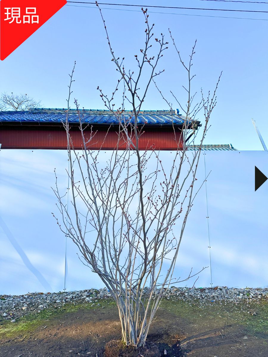 【楽天市場】【現品発送】土佐ミズキ（トサミズキ）樹高2.2-2.5m(根鉢含まず) 土佐水木 花木 庭木 植木 落葉樹 落葉低木：ぐりーんぐりーん