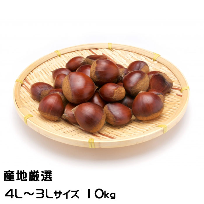 【楽天市場】栗 産地厳選 生栗 4L～3Lサイズ 10kg くり クリ：はちやフルーツ楽天市場店