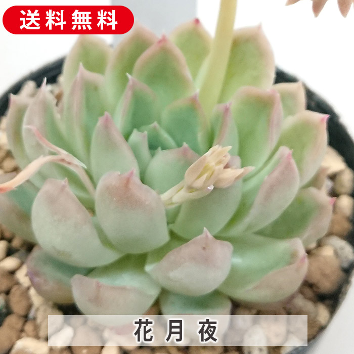 楽天市場】多肉植物 黄麗 オウレイ 月の王子 セダム属 カット 楽天市場】多肉植物 黄麗 オウレイ 月の王子 セダム属 カット