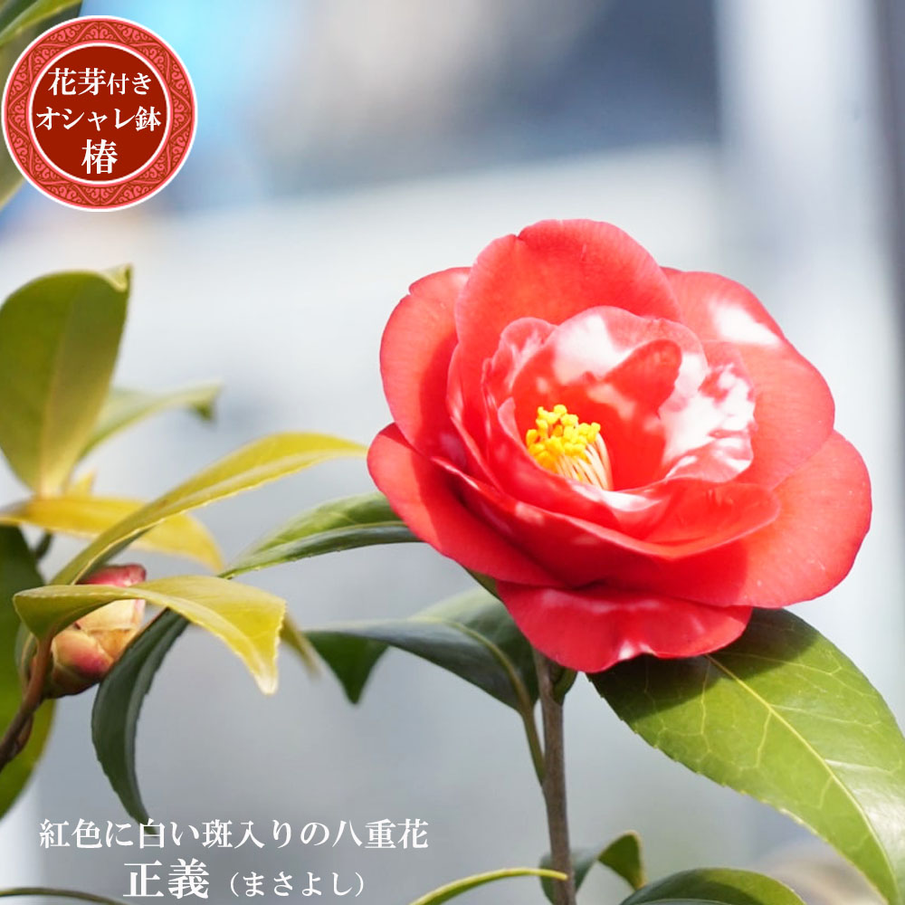 【楽天市場】【正義 （まさよし）】 接木 フレグラーポット大苗 開花 3～4月 おしゃれ 鉢植え：苗木部 by 花ひろばオンライン