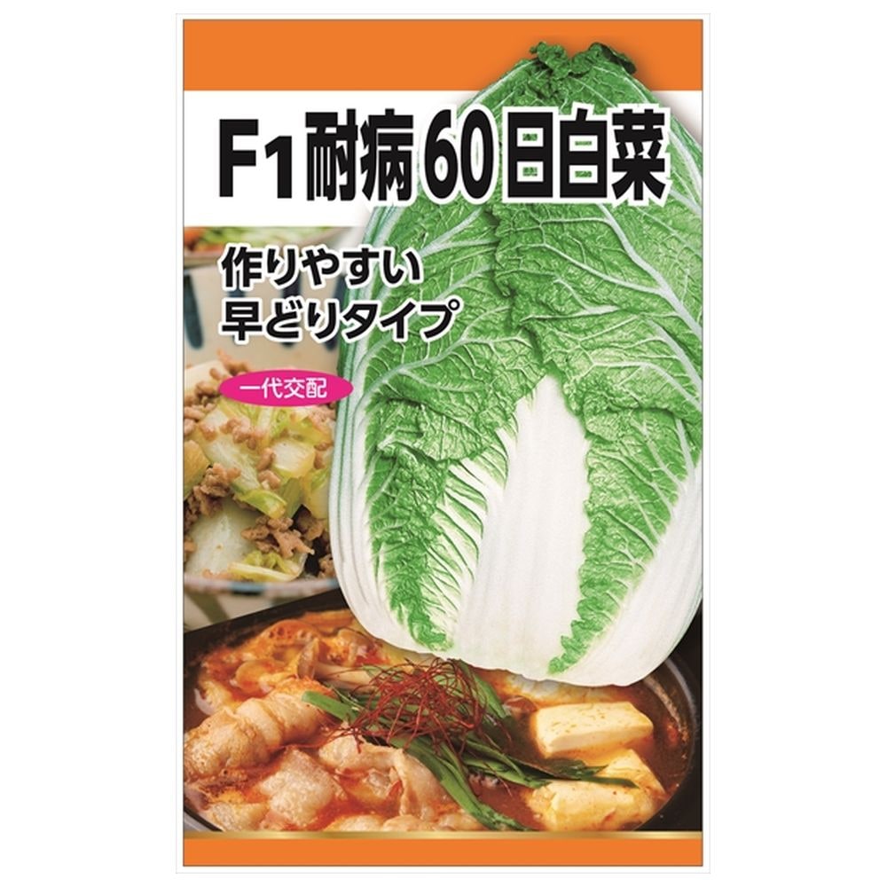 【楽天市場】白菜 【F1耐病60日白菜】 種・小袋 （3ml）：苗木部 by 花ひろばオンライン