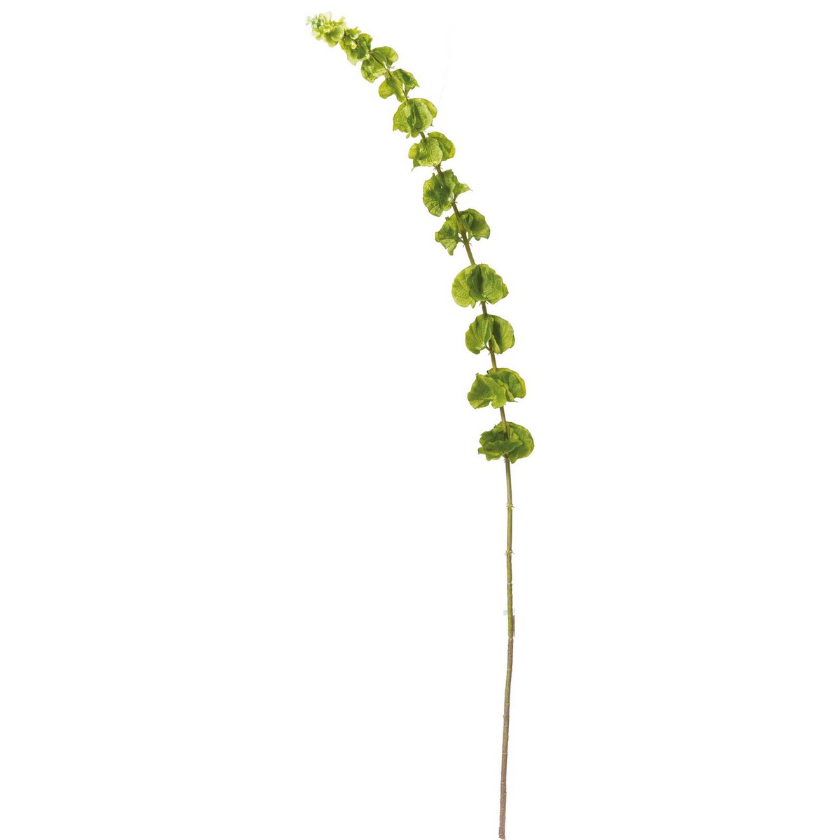 【楽天市場】【造花】YDM/モルセラ グリーン/FG-4878-GR【01】 造花（アーティフィシャルフラワー） 造花枝物 その他の造花枝物：花材通販はなどんやアソシエ