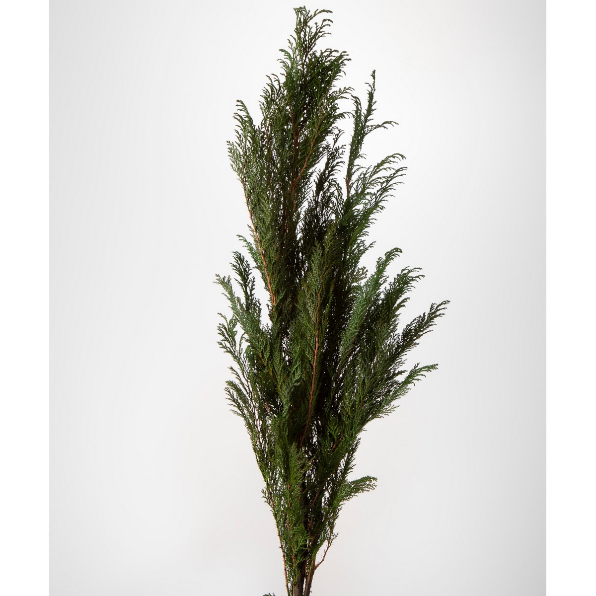 【楽天市場】【プリザーブド】大地農園/コヒバ 約90g グリーン/01380-700【01】 プリザーブドフラワー プリザーブドグリーン 葉物 ...