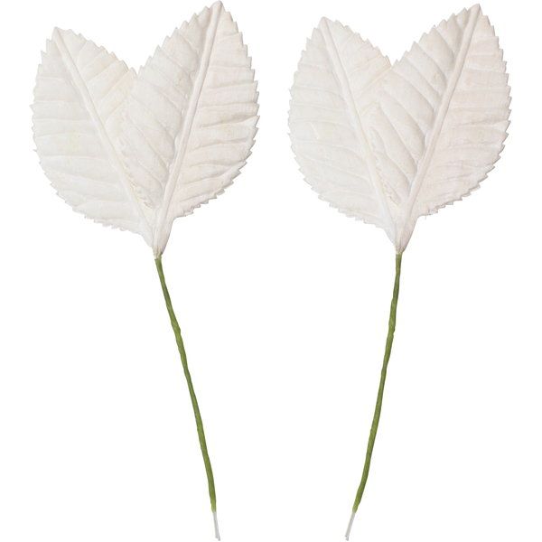 【楽天市場】【ドライ】YDM/ソラパーツ椿の葉 無垢 2P/MCY-0567【01】 ドライフラワー ソラフラワー その他ソラフラワー：花材通販はなどんやアソシエ