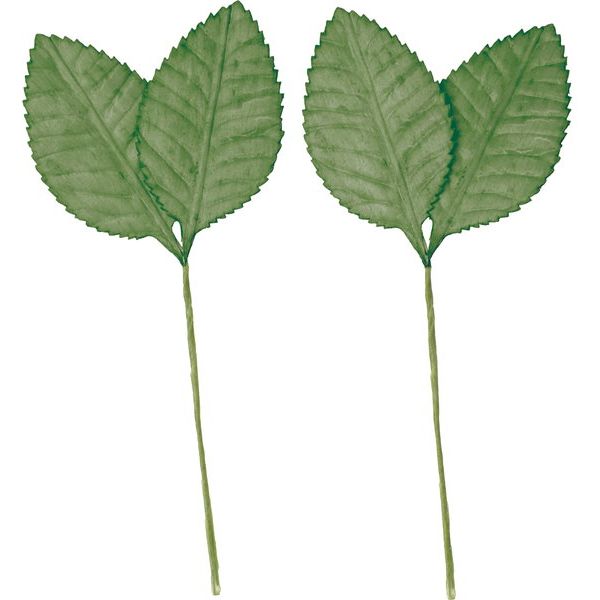 【楽天市場】【ドライ】YDM/ソラパーツ椿の葉 ミドリ 2P/MCY-0568【01】 ドライフラワー ソラフラワー その他ソラフラワー：花材通販はなどんやアソシエ