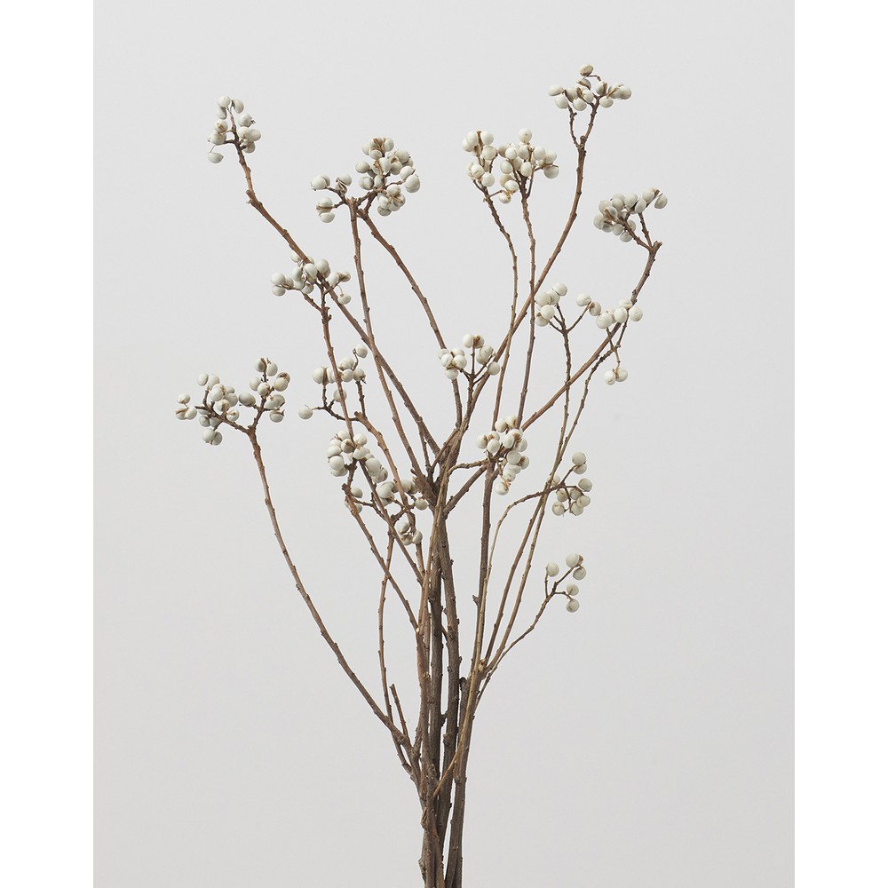 【楽天市場】【ドライ】大地農園/ナンキンハゼ・ステム付き 約60g N/22232-000【01】 ドライフラワー ドライ実物＆フルーツ ...