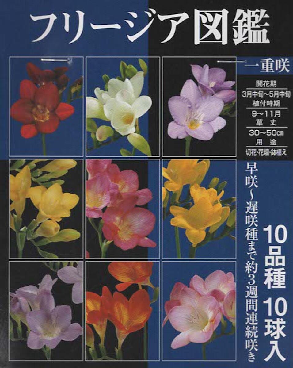 【楽天市場】フリージア 図鑑 一重咲10品種10球入 タキイ種苗【秋植え球根】：花まるマーケット