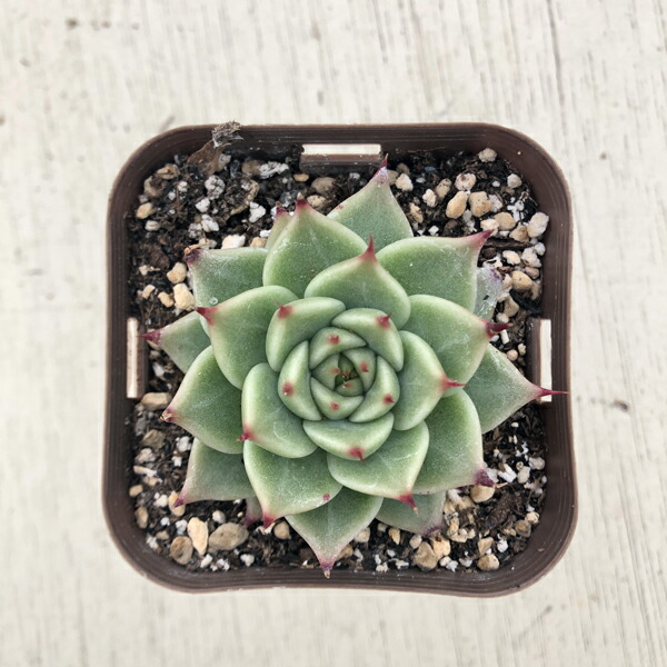 【楽天市場】【当店農場生産】 多肉植物 エケベリア Castonelli 7.5センチポット苗：ハニーミント