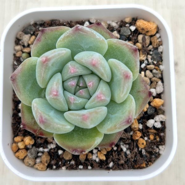 【楽天市場】【当店農場生産】 多肉植物 エケベリア ホワイトプルドシュガー 7.5センチポット苗 C4003：ハニーミント