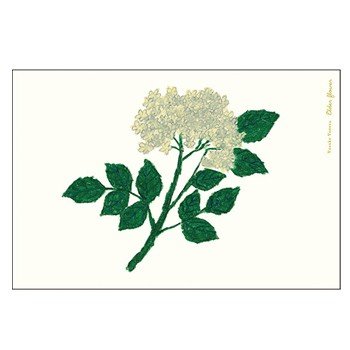 【楽天市場】米津祐介/ポストカード/エルダーフラワー(YZ-288)(mail 190)：キャラクターズラボ