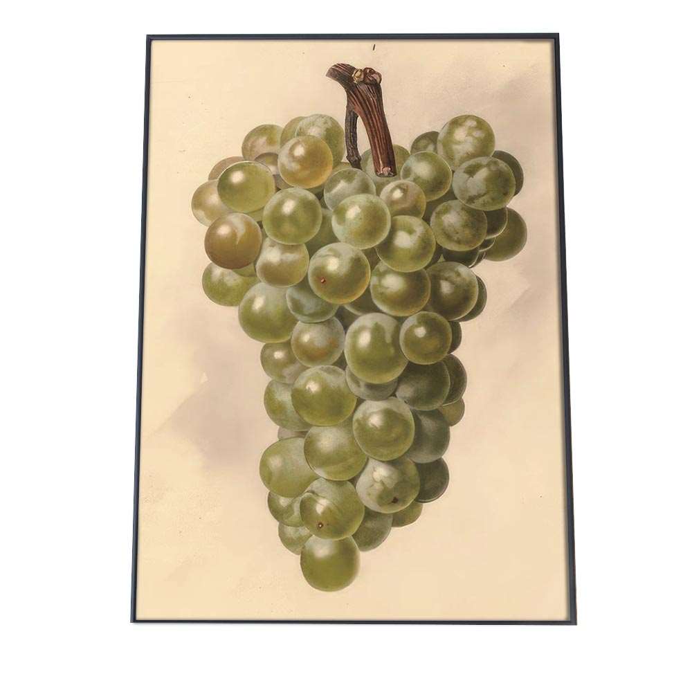 【楽天市場】ぶどう グレープ デジタルリマスター レトロ ポスター 博物画 植物 図鑑 レトロ 古い ビンテージ オールド インテリア ...