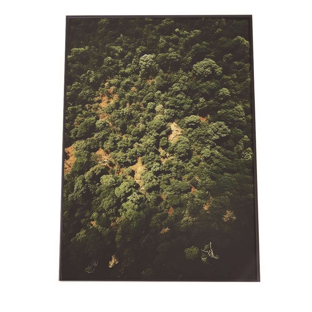 【楽天市場】ポスター ジャングル 植物 景色 上空映像 緑 自然 森 林 木 草 葉っぱ シンプル オシャレ お洒落【lh-poster ...