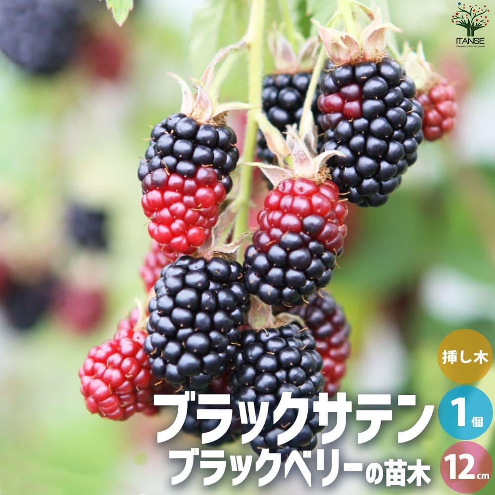 【楽天市場】【送料無料】ブラックベリーの苗木 ブラックサテン 果樹の苗 1年生挿し木苗12cmポット 1個売り 果樹の苗木 果樹苗 ブラックベリー 苗木 キイチゴ 木苺 送料無料 即納：植物 ...
