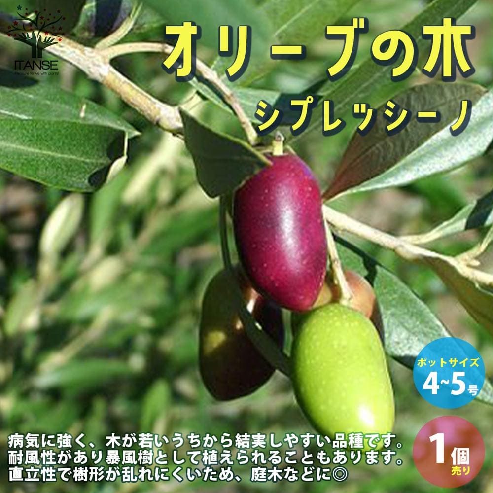 【楽天市場】ITANSE オリーブの苗木 品種：シプレッシーノ 果樹の苗木 4～5号ポット 1個売り オリーブ苗 オリーブ苗木 オリーブの苗木 オリーブの苗 おりーぶ olive シンボル ...