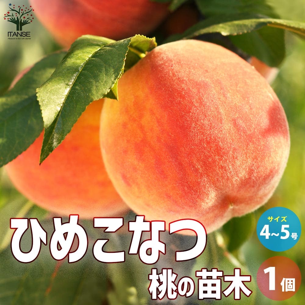 楽天市場】【送料無料】桃の苗木 白鳳【果樹苗 接木苗12〜15cm 楽天市場】【送料無料】桃の苗木 白鳳【果樹苗 接木苗12〜15cm