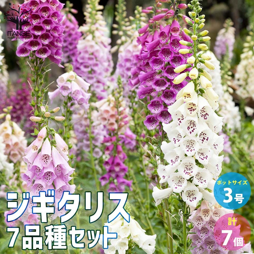 【楽天市場】ITANSE ジギタリス 7品種各1個 Aセット：サーマーキング、スパニッシュピーク、アプリコット、パムズチョイス、シルバーフォックス、モンストローサ、ヘレン オブ トロイ各1個 ...