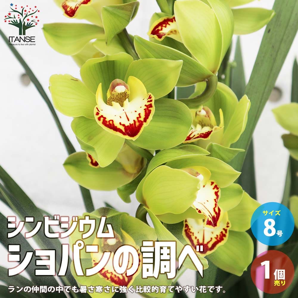 【楽天市場】ITANSE シンビジウム ”ショパンの調べ” 花苗 3本立 8号鉢 1個売り シンビジューム シンビジーム シンビデューム 花の苗 家庭菜園 ガーデニング プランター ギフト ...