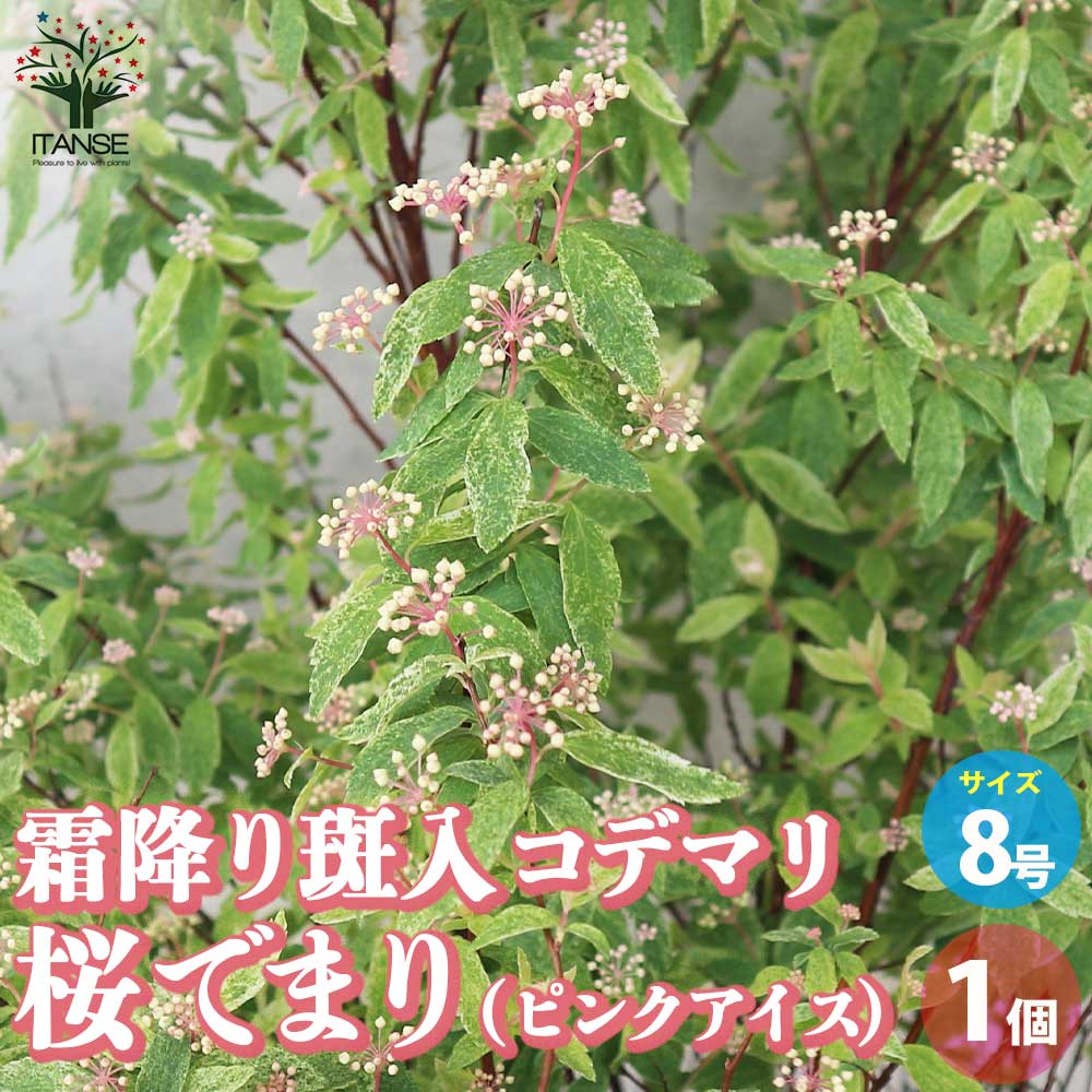 【楽天市場】ITANSE 霜降り斑入コデマリ 桜でまり ( ピンクアイス ) 花苗 8号 1個売り 小手毬 手毬花 テマリバナ 鈴掛 スズカケ 寄せ植え 送料無料 即納：植物販売のITANSE ...