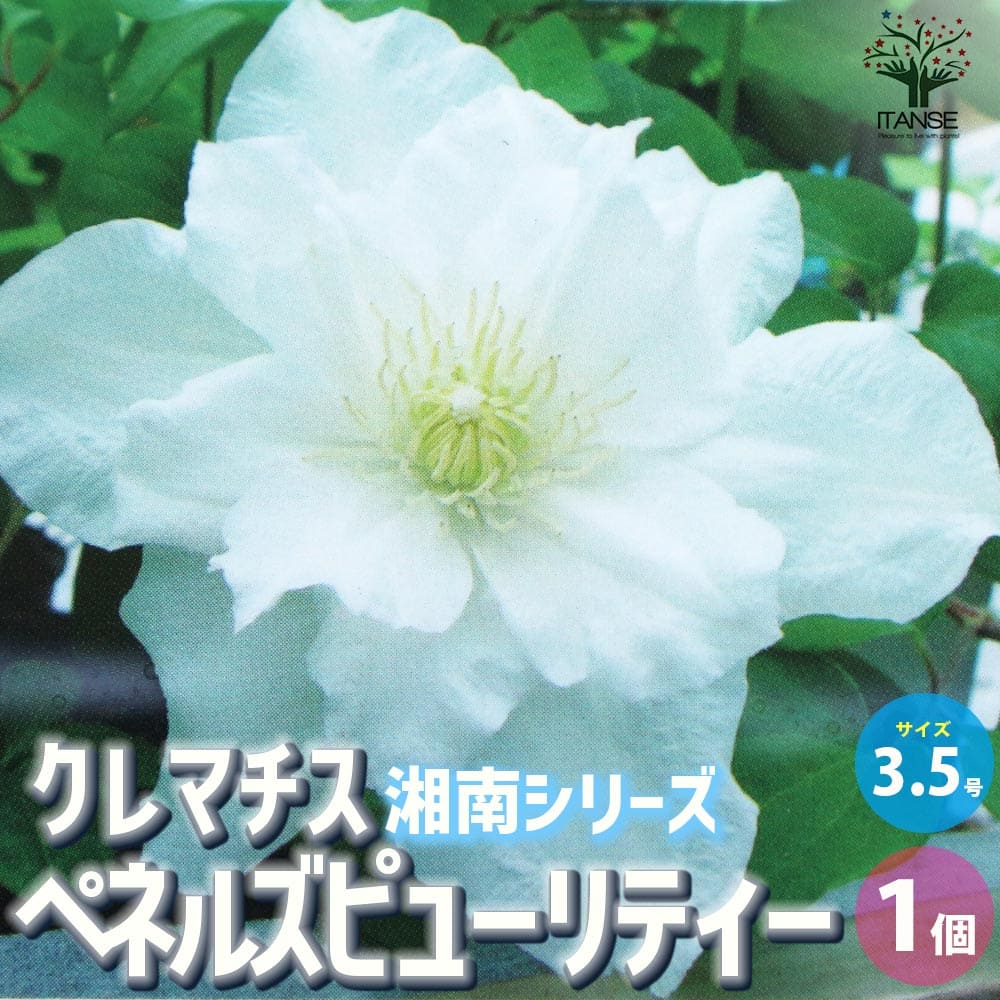 【楽天市場】ITANSE クレマチス ペネルズ ピューリティー 花苗 3.5号ロングポット 1個売り 花苗 花の苗 花木の苗 花木 苗 クレマチス Clematis 風車 カザグルマ 鉄線 ...