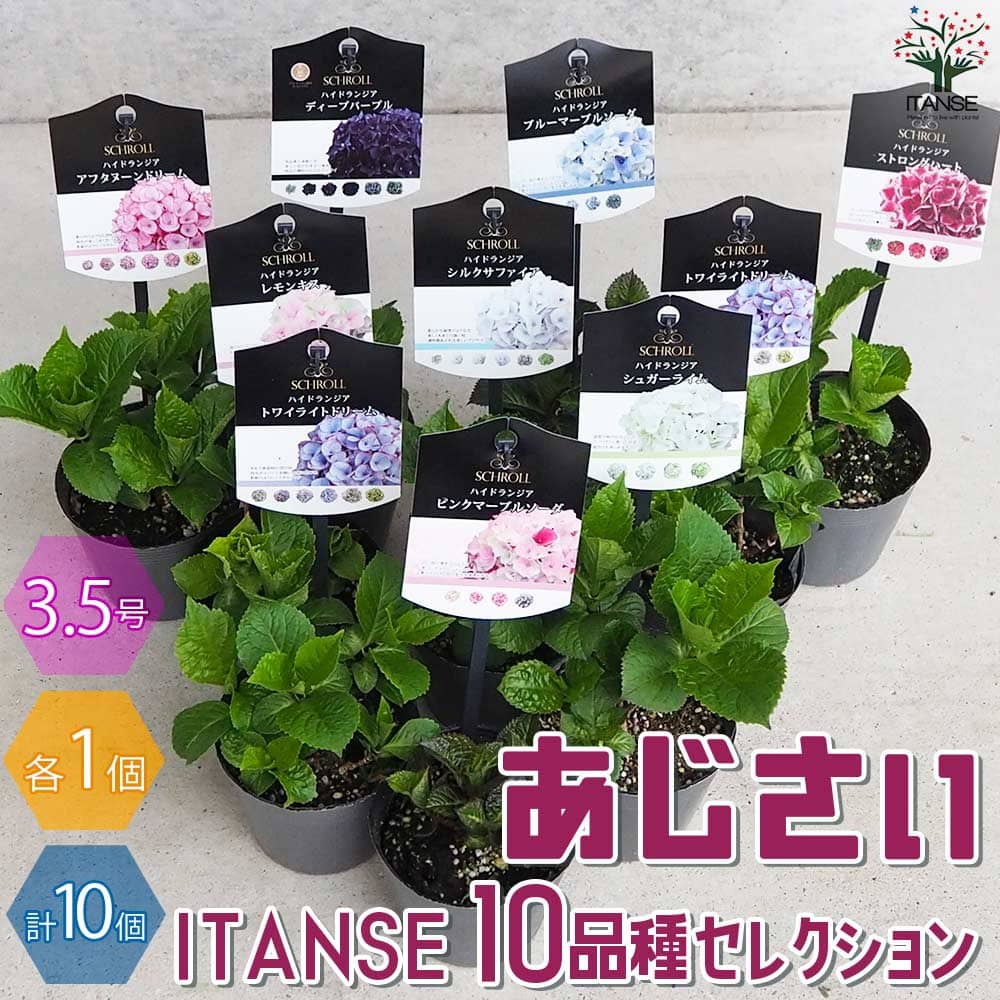 【楽天市場】【ポイント2倍★マラソン期間】アジサイ ITANSEセレクション10品種各1個セット【花苗 3.5号ポット／お買い得10個セット】あじさい苗 あじさいの苗 アジサイ苗 アジサイの苗 ...