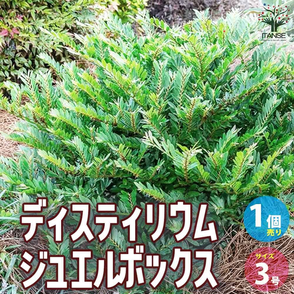 【楽天市場】ITANSE ディスティリウム ジュエルボックス 花苗 5号ポット 1個売り 花木の苗 庭木の苗 庭木苗 ディスティリウム Distylium racemosum hybrida ...