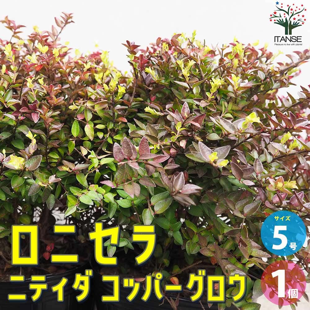 【楽天市場】【送料無料】ロニセラ ニティダ ガーデンクラウド コッパーグロウ【花苗 5号ポット／1個売り】花木の苗 庭木の苗 庭木苗 ロニセラ ガーデンクラウド ボックス ハニーサックル ...