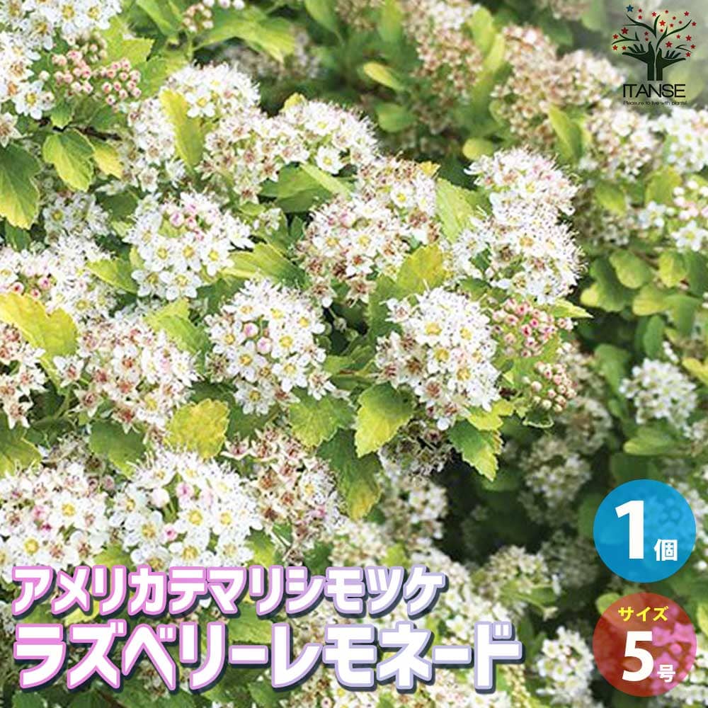 【楽天市場】【送料無料】アメリカテマリシモツケ ラズベリーレモネード 【花苗 5号鉢／1個売り】内皮が何層にも重なって見える樹木が美しく低木で場所を選びません PVP：植物販売のITANSE楽天市場店