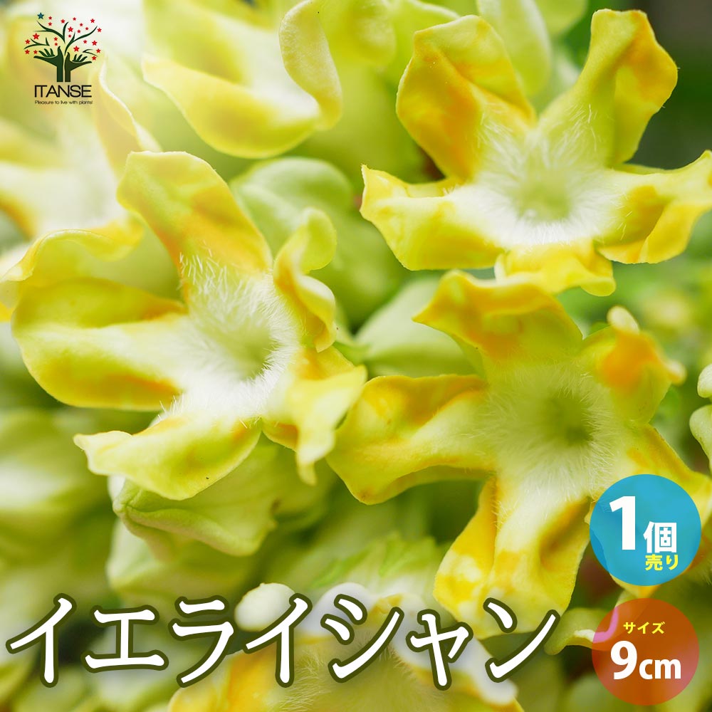 【楽天市場】ITANSE イエライシャン 花苗 9cmポット 1個売り 花木の苗 花木 植木の苗 苗 観葉植物 イエライシャン 東京葛 トンキンカズラ 夜香木 ヤコウボク 送料無料 即納：植物 ...