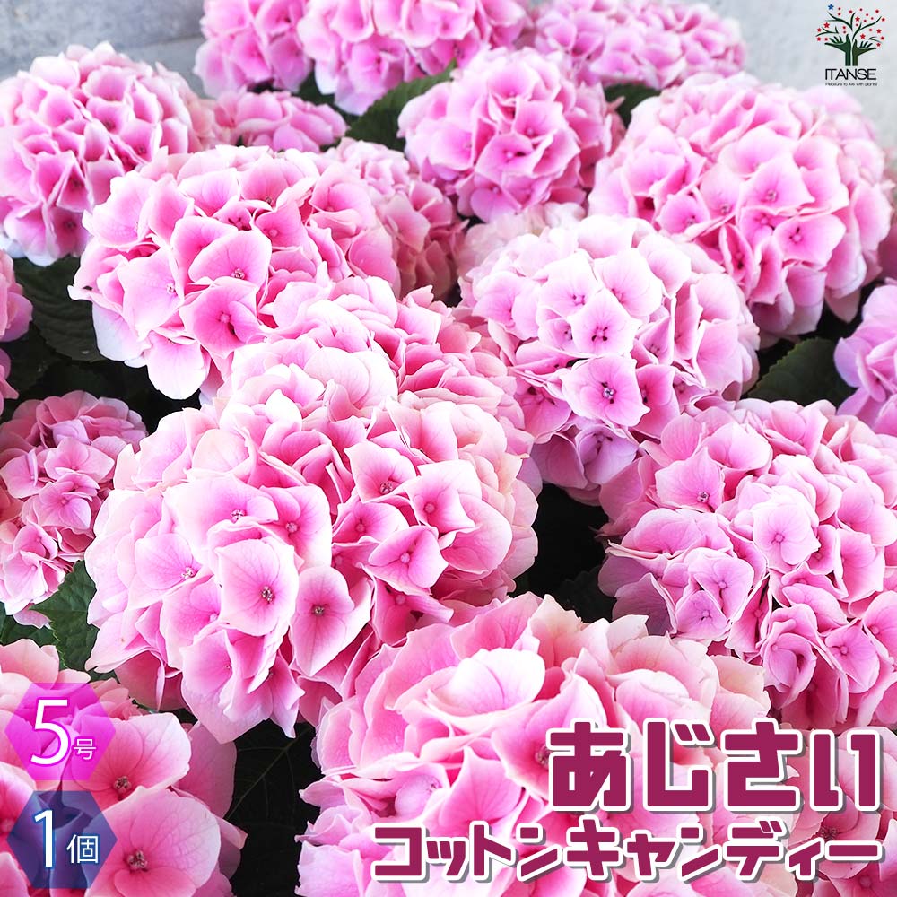 【楽天市場】【送料無料】アジサイ コットンキャンディー ピンク 【花苗 5号鉢／1個売り】あじさい苗 あじさいの苗 アジサイ苗 アジサイの苗 紫陽花苗 紫陽花の苗 ガーデニング PVP：植物 ...