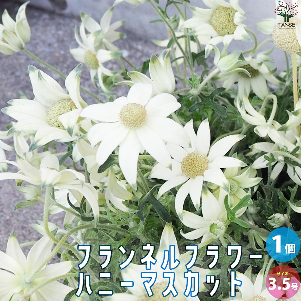 【楽天市場】【10％OFFクーポン有】フランネルフラワー ハニーマスカット 【花苗 3.5号ポット／1個売り】花苗 フランネルフラワー アークチノータス ヘリアンティ多年草 常緑 アクティノツ ...