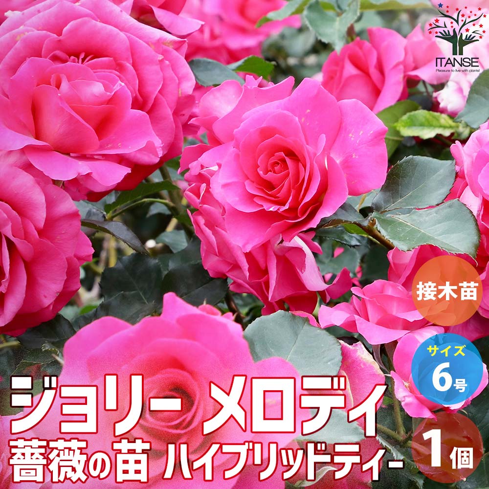 【楽天市場】【送料無料】薔薇苗 ジョリーメロディー 接木 花苗 6号鉢 1個売り バラ苗 バラの苗 薔薇苗 薔薇の苗 花苗 花の苗 ばら ローズ Rosa 栽培 rosegarden 送料無料 ...