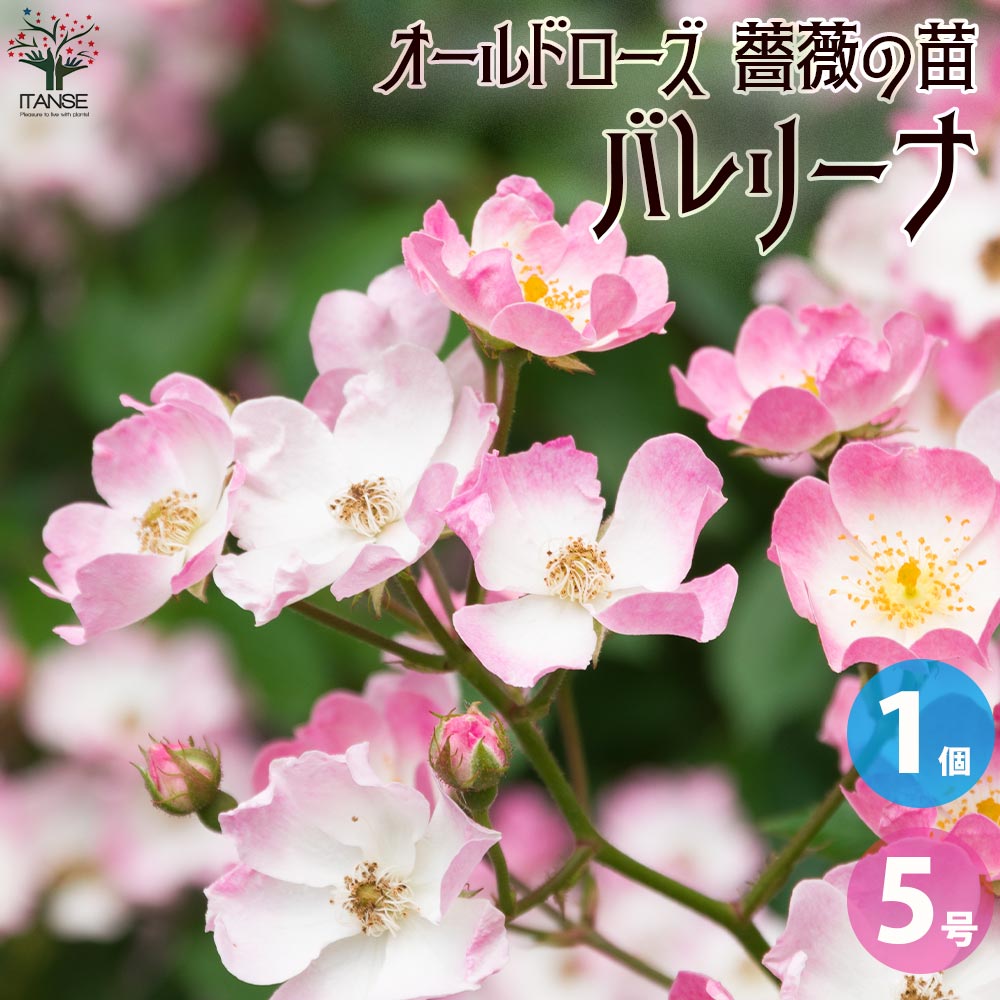【楽天市場】ITANSE 薔薇苗 オールドローズ バレリーナ 花苗 5号角鉢 1個売り バラ苗 バラの苗 薔薇苗 薔薇の苗 花苗 花の苗 ばら ローズ Rosa 栽培 rosegarden ...